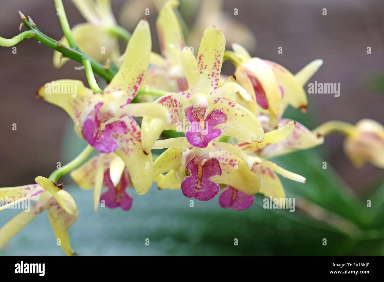 Yellow and pink Dendrobium ‘Australian Artist’ orchid in flower Stock ...