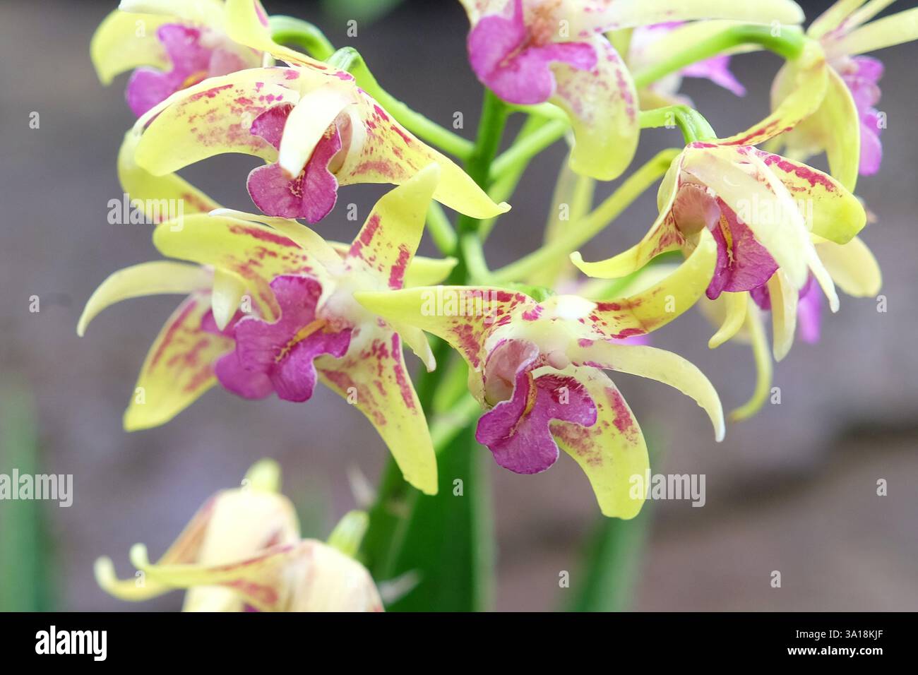 Yellow and pink Dendrobium ‘Australian Artist’ orchid in flower Stock ...