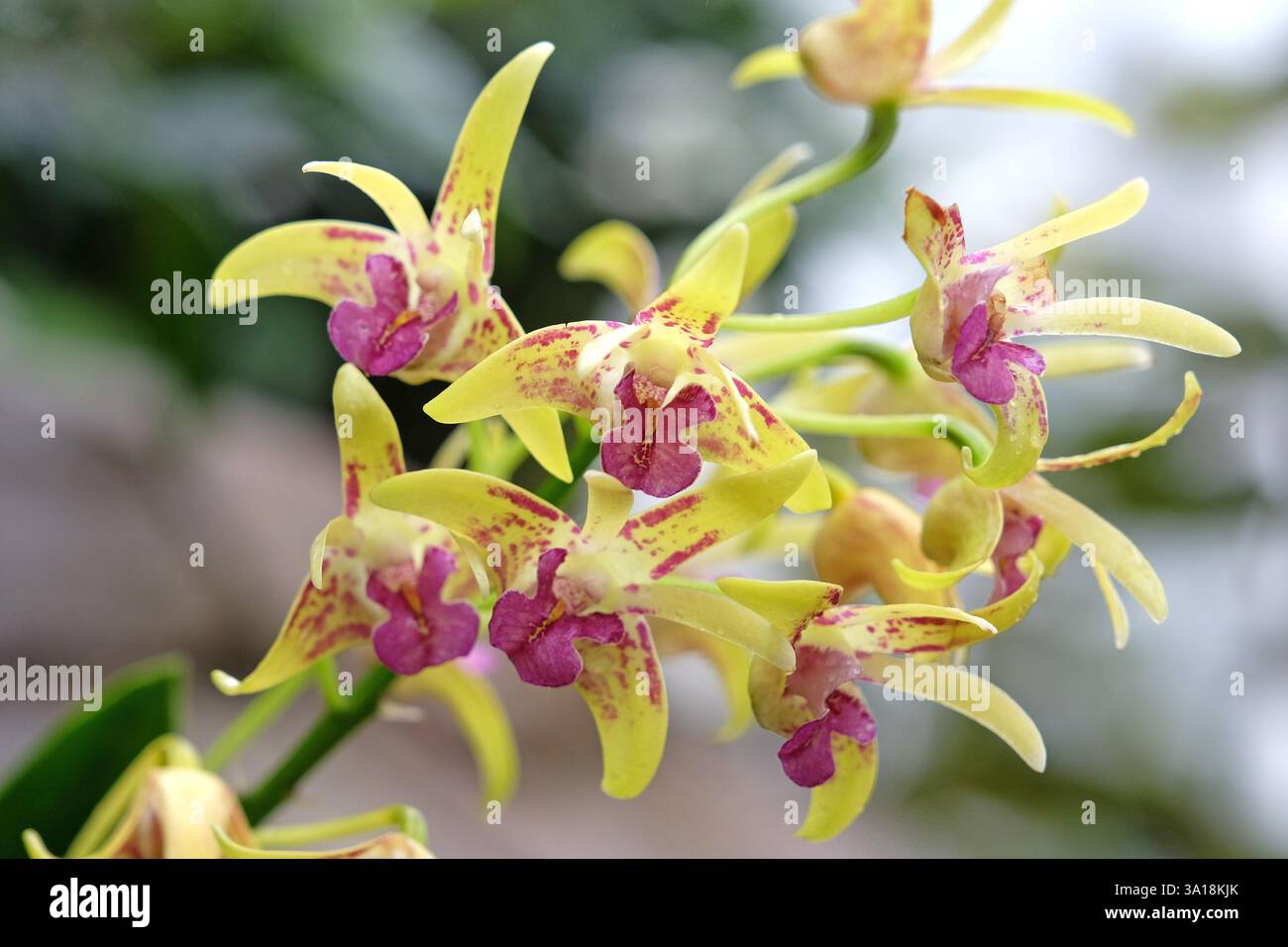Yellow and pink Dendrobium ‘Australian Artist’ orchid in flower Stock ...