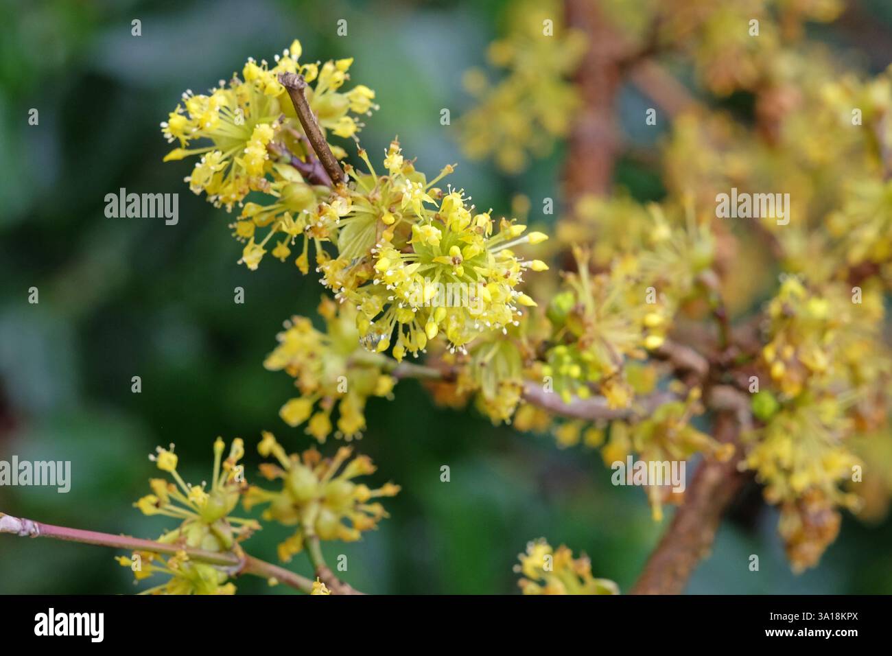 Yellow blossom of Cornus officinalis, Japanese cornelian cherry, in ...