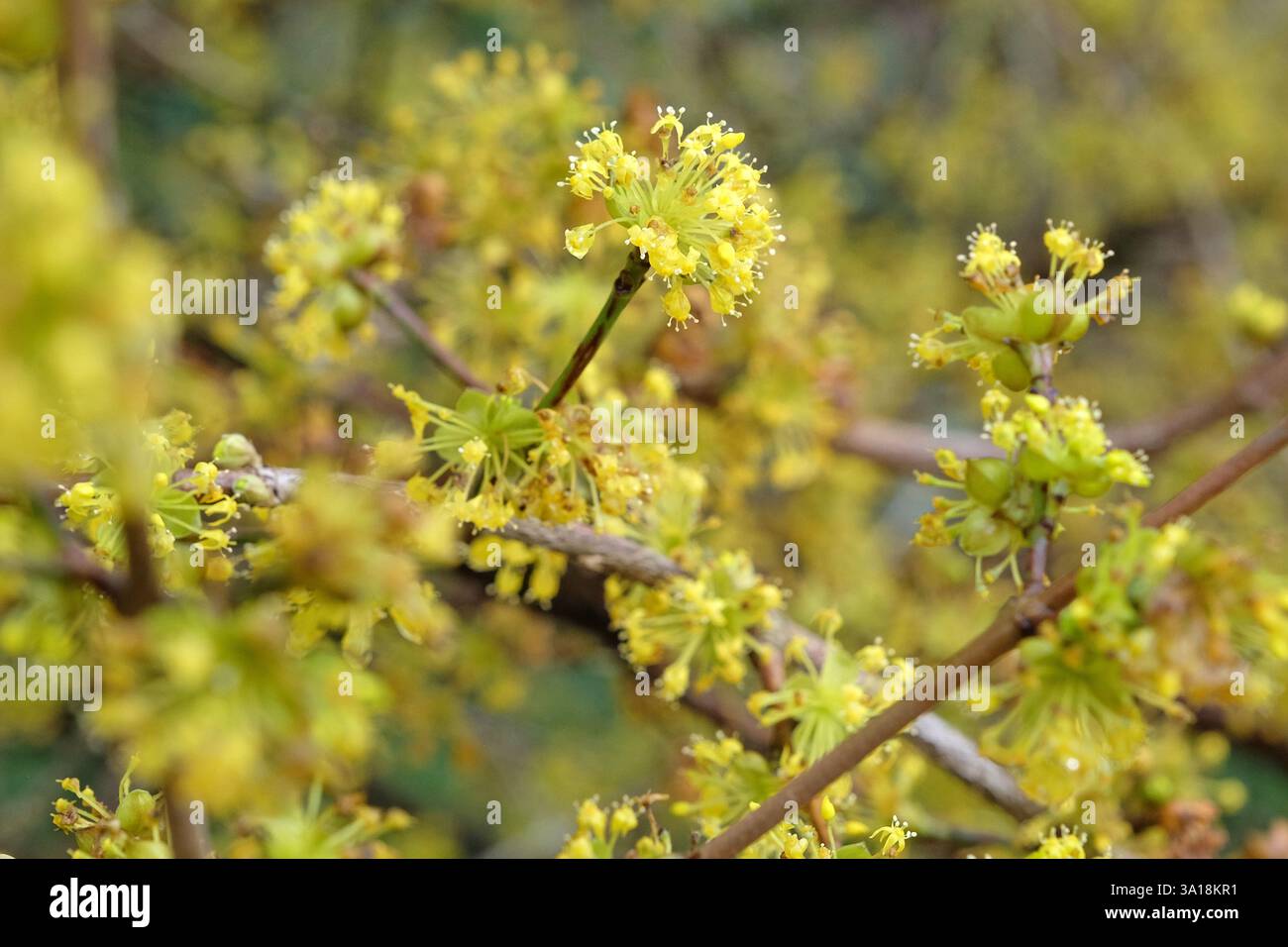 Yellow blossom of Cornus officinalis, Japanese cornelian cherry, in ...