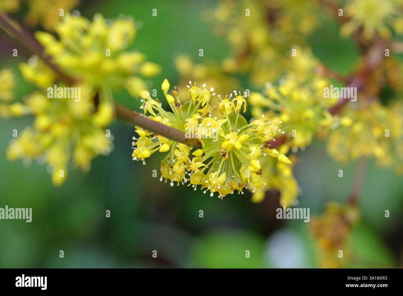Yellow blossom of Cornus officinalis, Japanese cornelian cherry, in ...