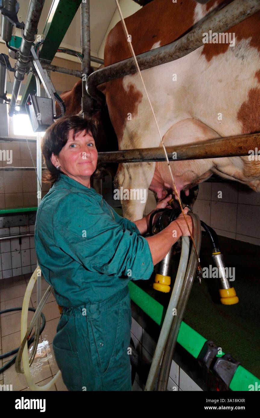 Farmer on his way to the cowshed with a portable milking machine, dairy ...