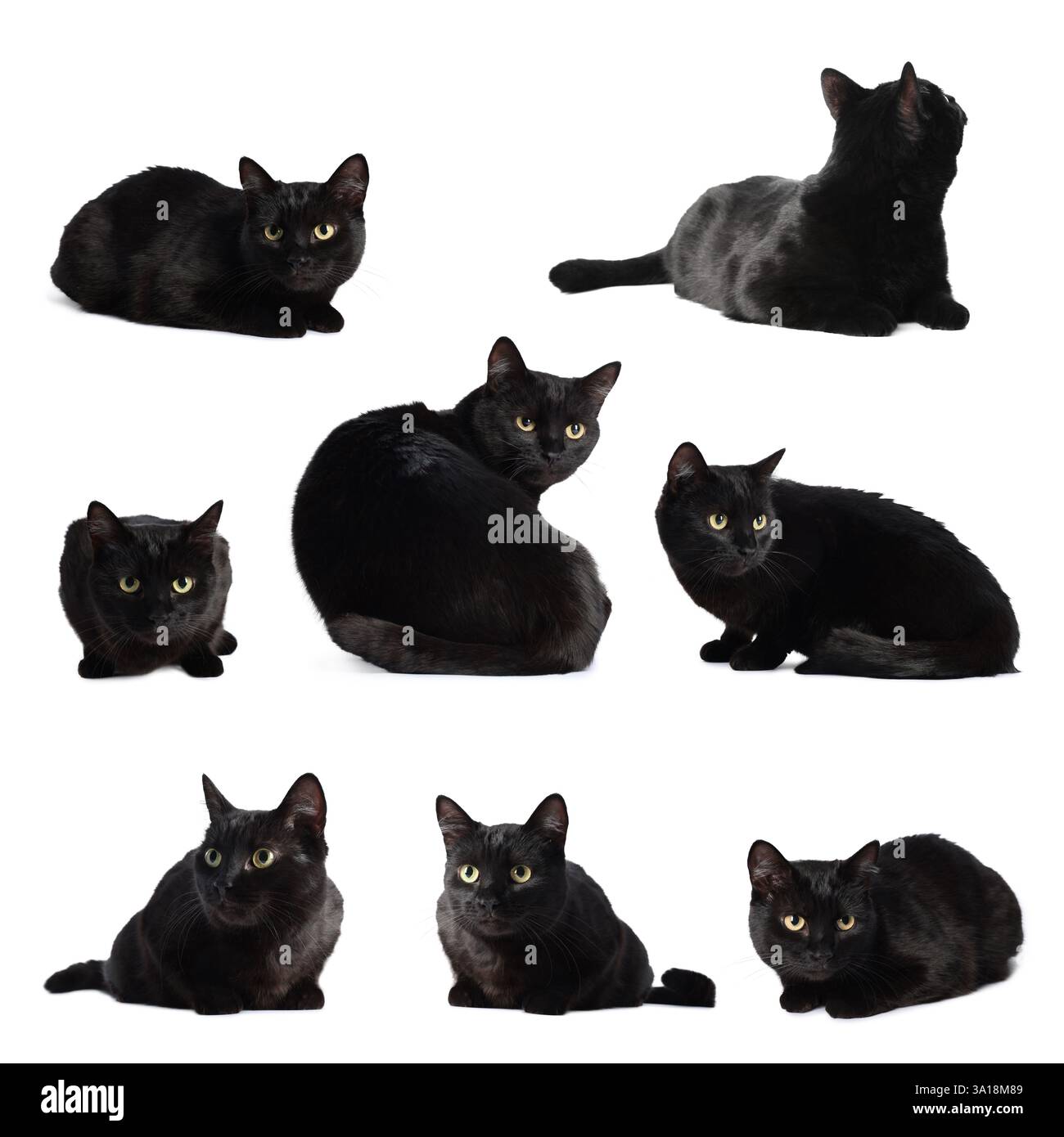 Adorable black cat isolated on white, collage Stock Photo - Alamy