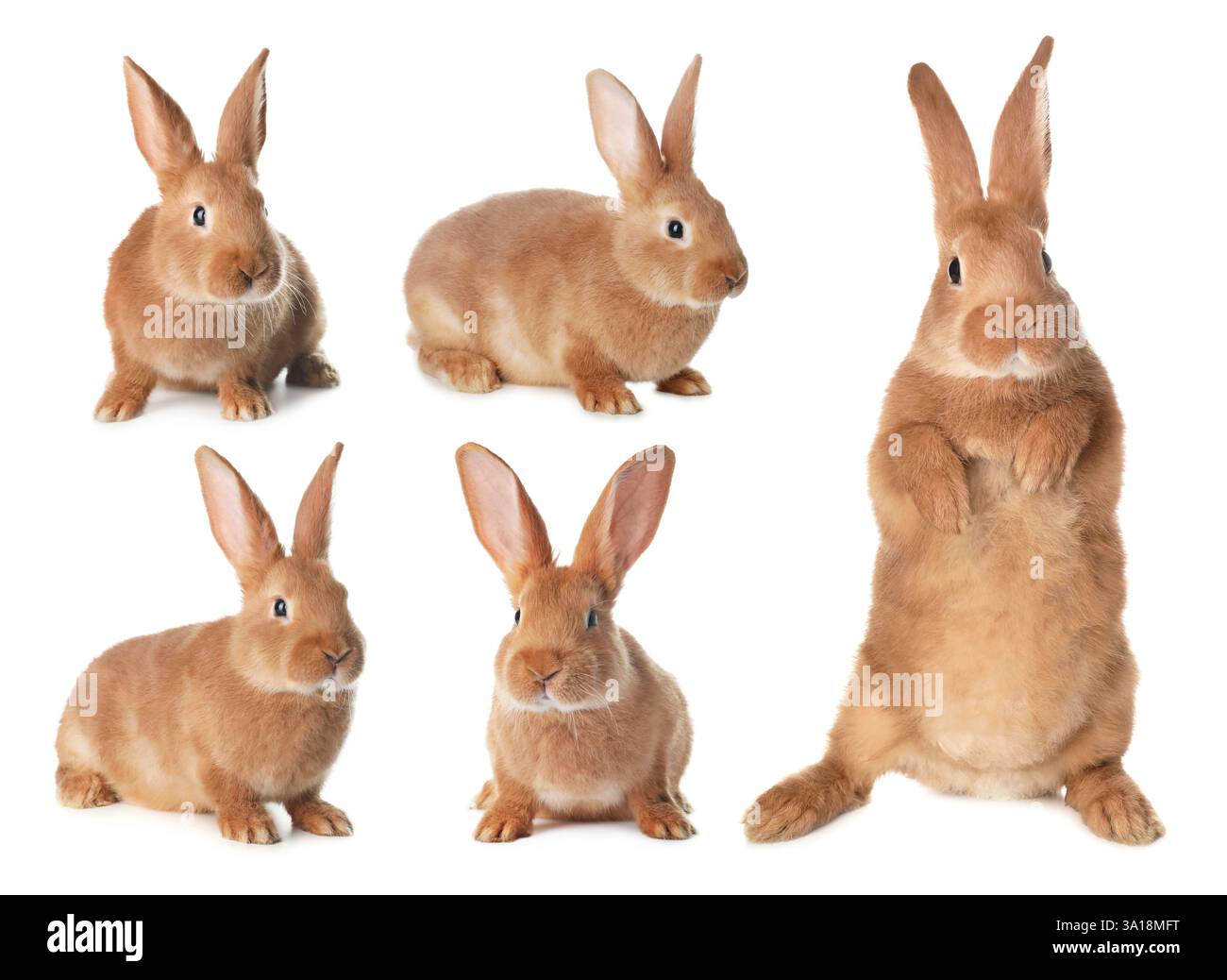 Cute fluffy bunny on white background, collage Stock Photo - Alamy