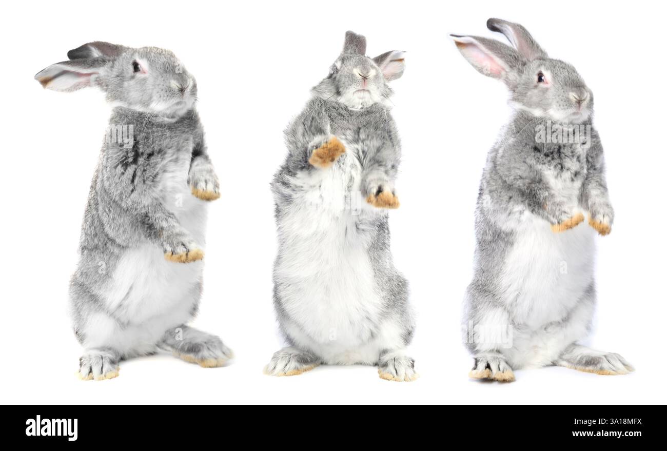 Cute grey rabbit on white background, set Stock Photo - Alamy