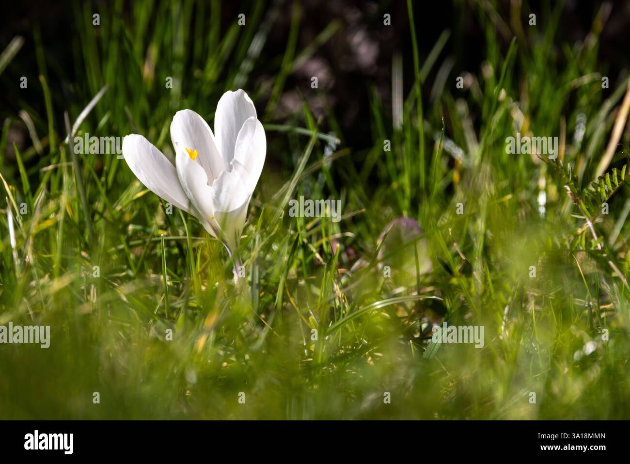 Frühlingswetter in Hessen Weiße Krokusse blühen auf einer Wiese im ...