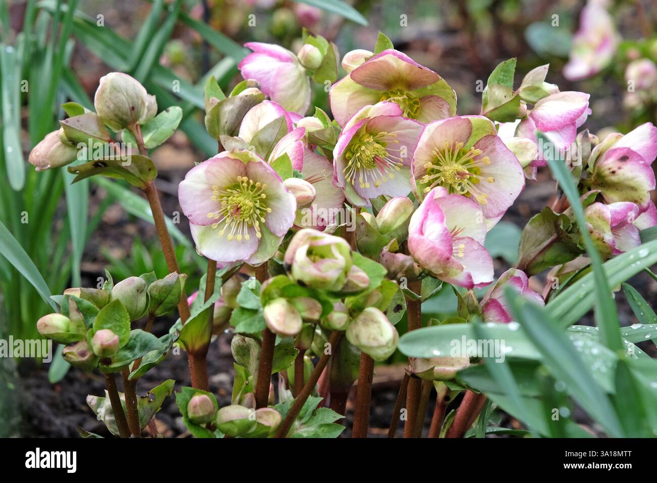 Pink and cream Helleborus hybridus ‘Glenda’s Gloss’ hybrid hellebore ...