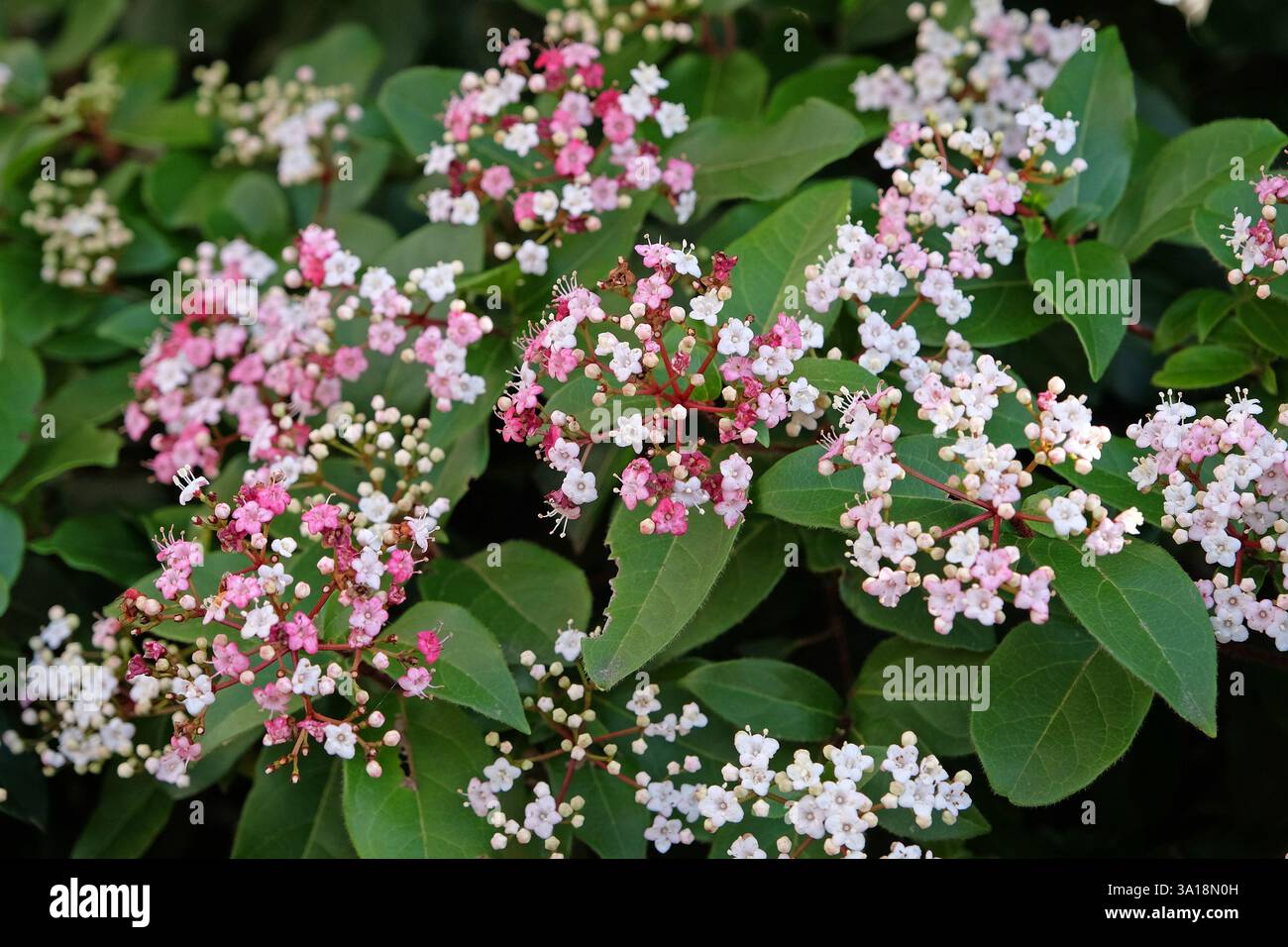 Dainty white and pink Viburnum tinus laurustinus ‘Lisa Rose’ in flower ...