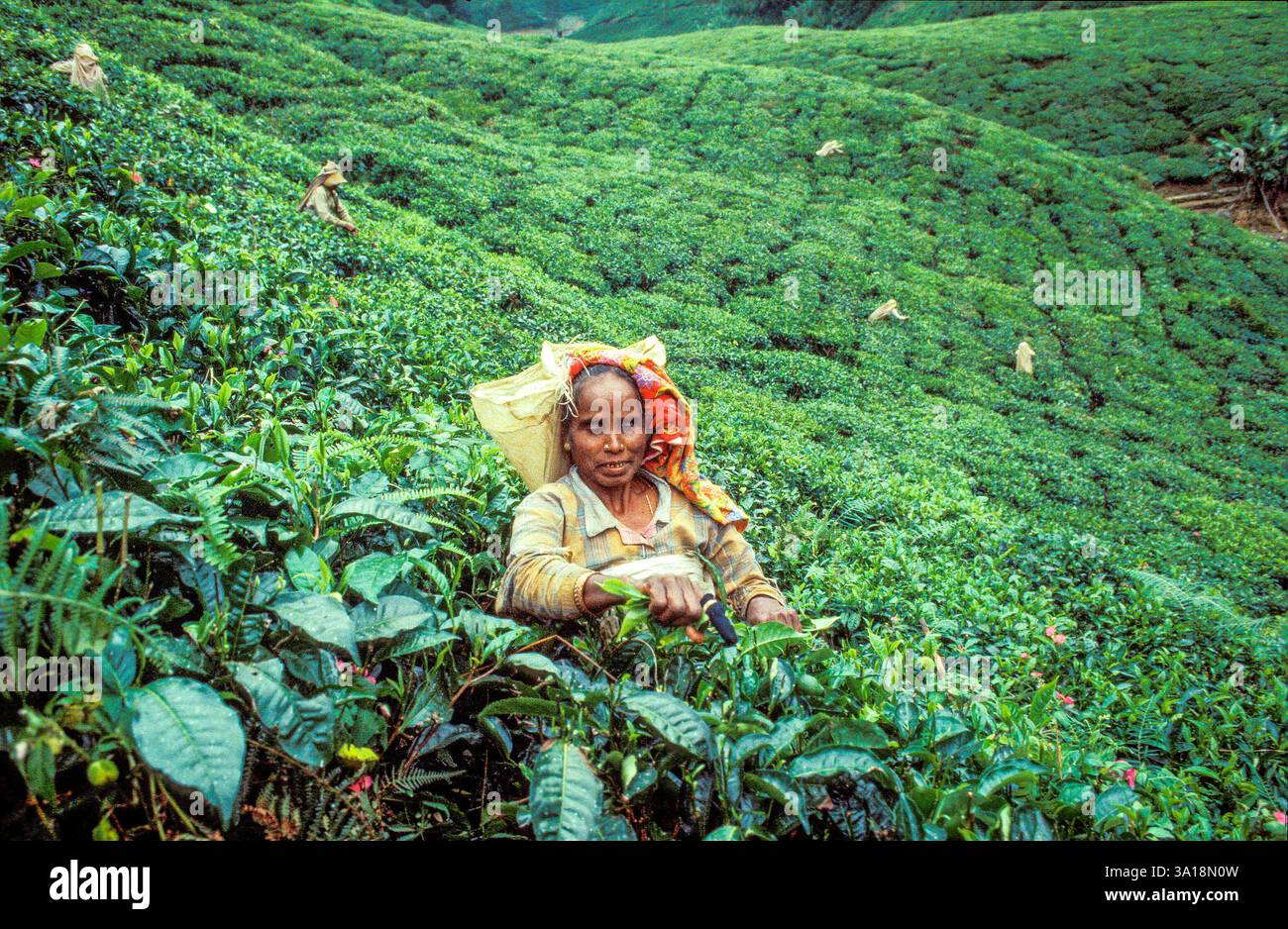 Malaysia, Cameron Highlands, tea workers picking tea leaves on a tea ...