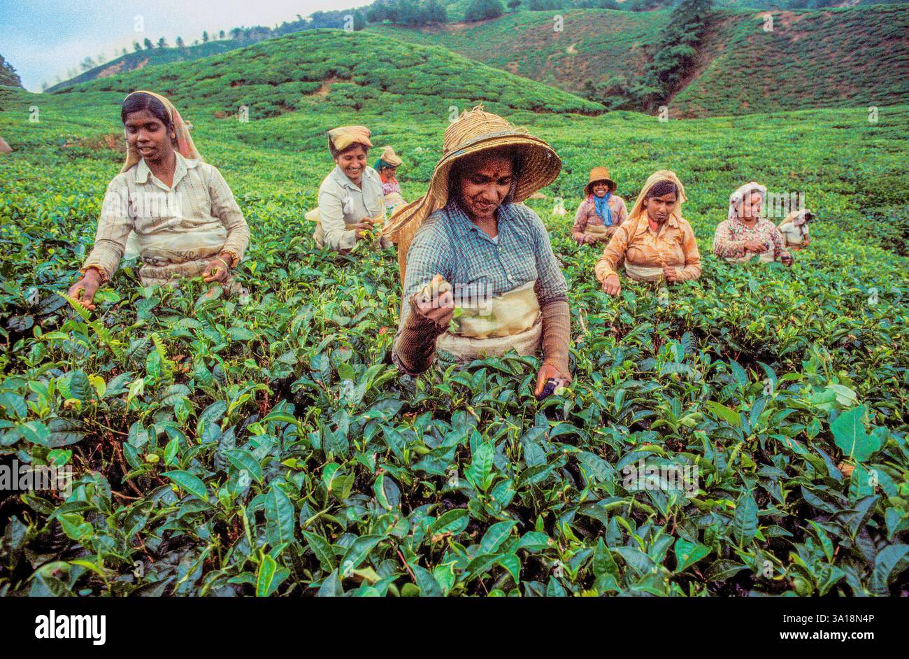 Malaysia, Cameron Highlands, tea workers picking tea leaves on a tea ...