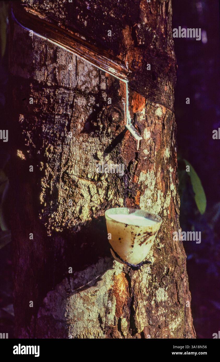 Malaysia, collecting the rubber juice from a rubber tree, that bleeds ...