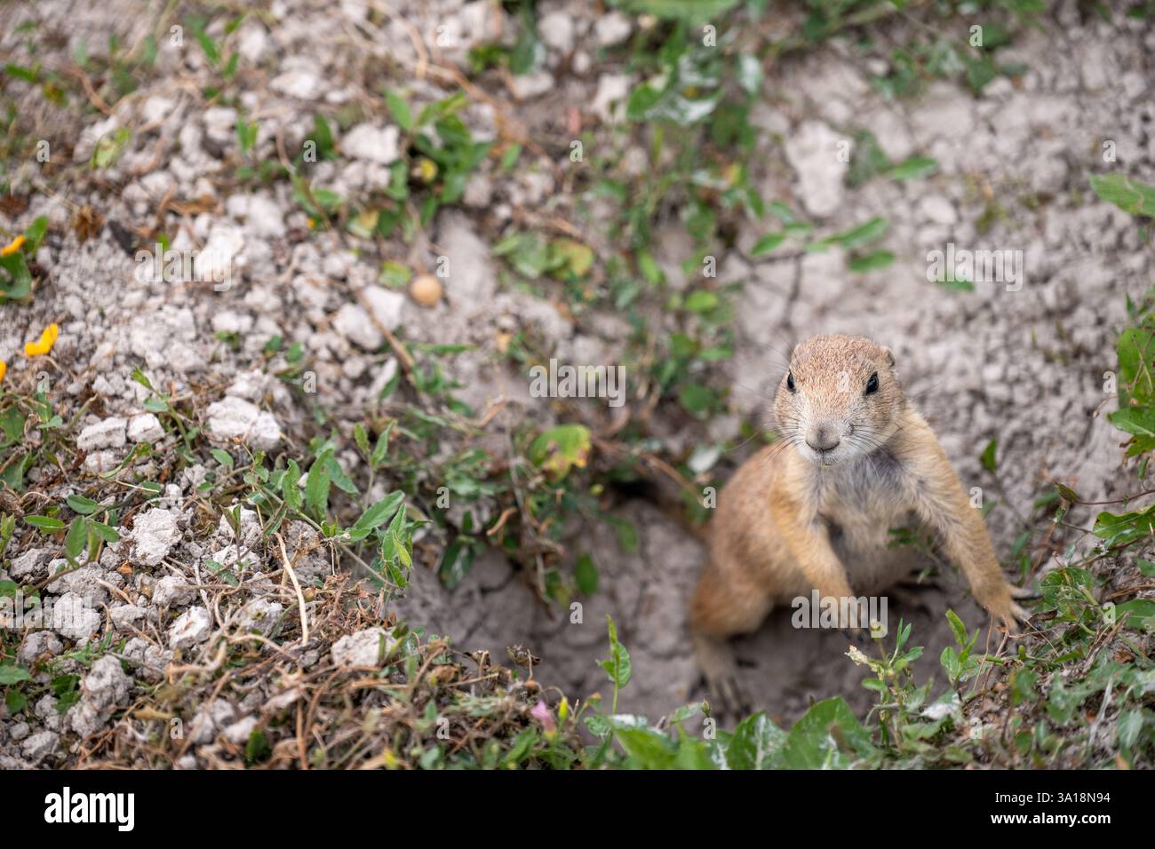 prairie dog peeking out of an underground hole to it's home Stock Photo ...