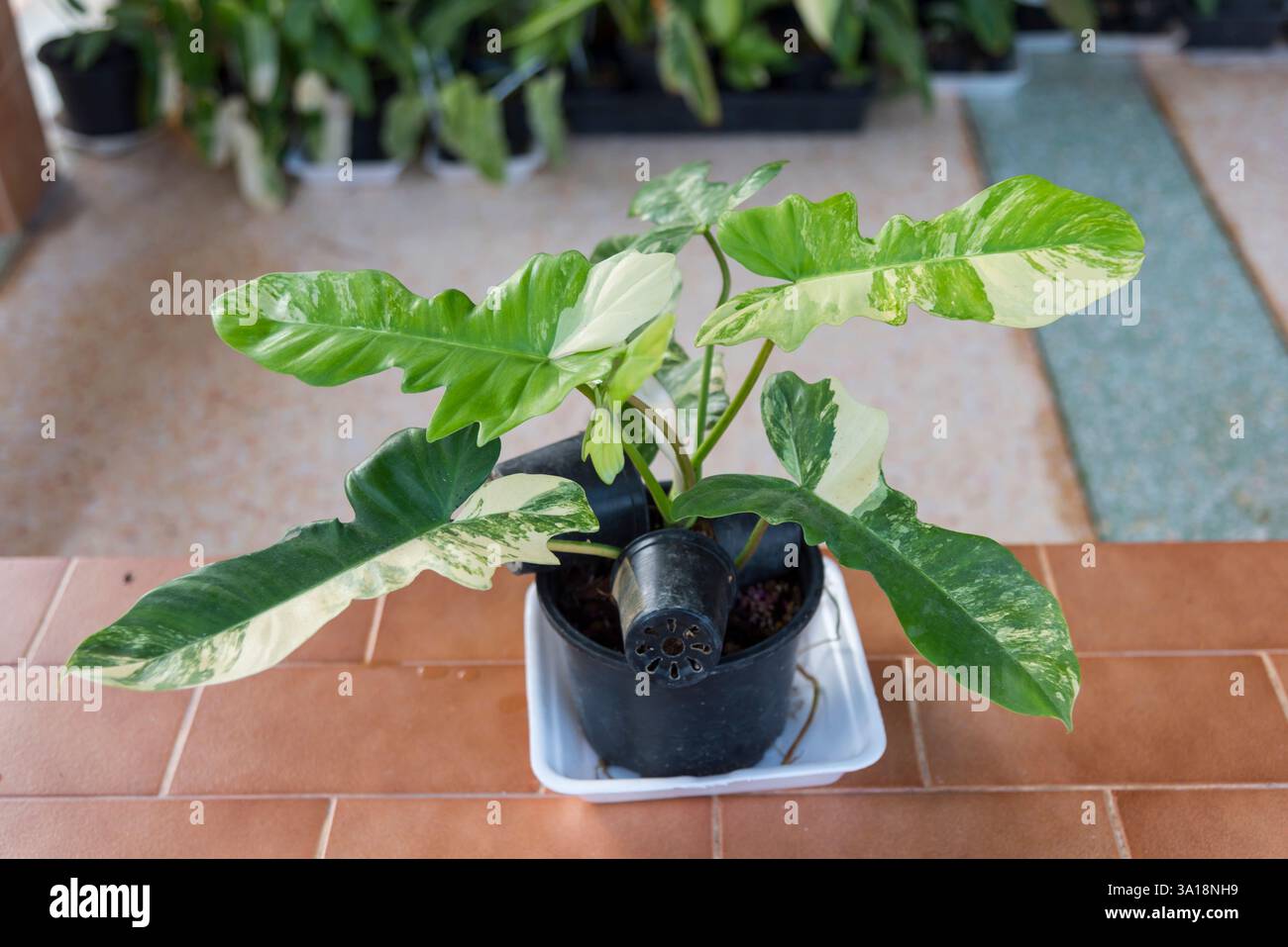 Closeup to Fresh leaf of philodendron florida beauty x mayoi Stock ...
