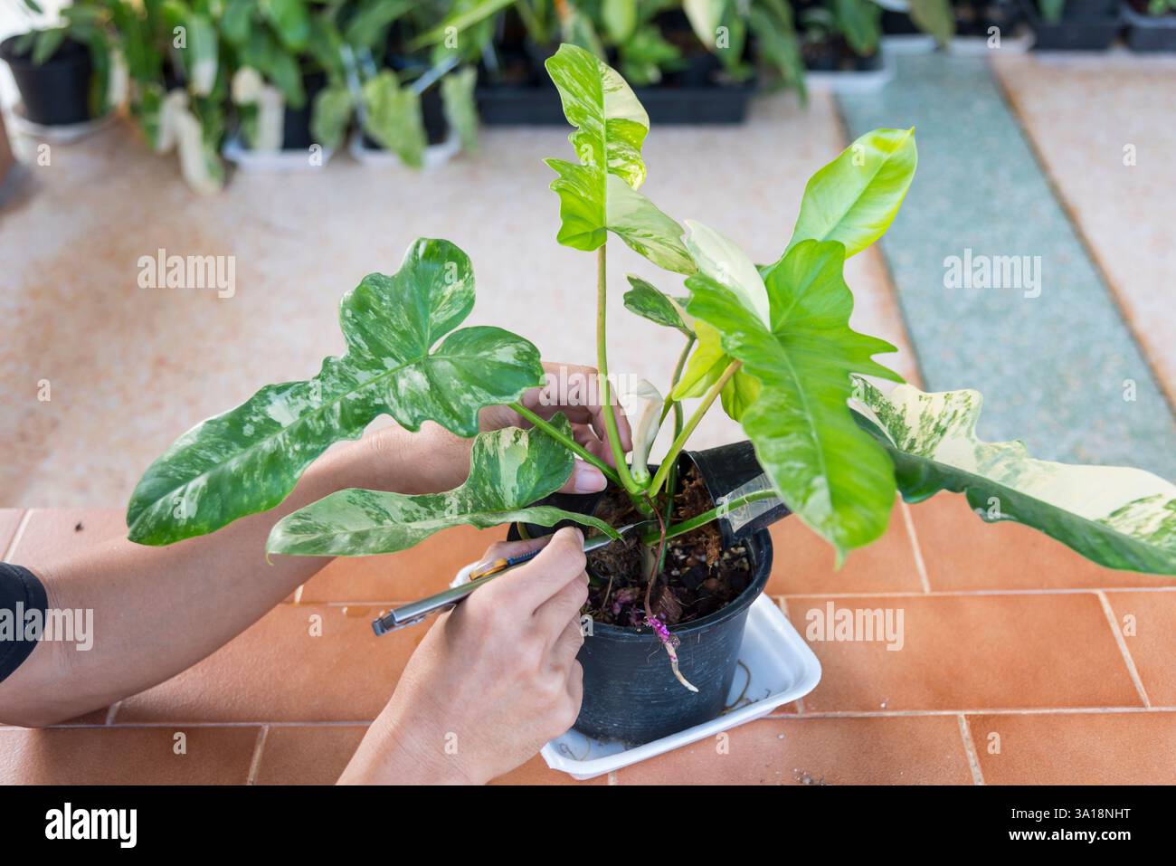 Closeup to Fresh leaf of philodendron florida beauty x mayoi Stock ...
