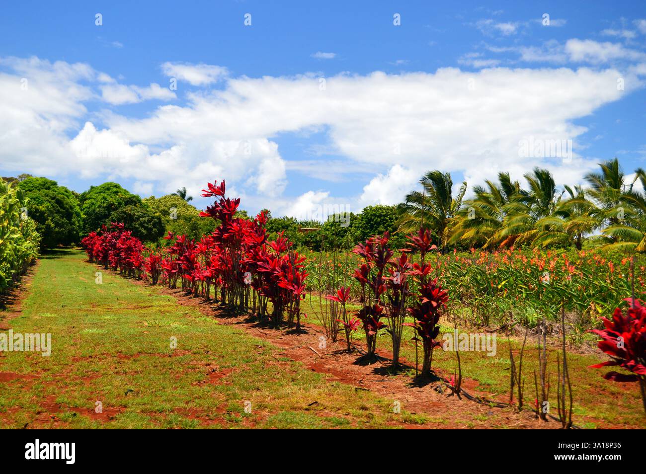 Red plants on a pineapple plantation in Hawaii Stock Photo - Alamy