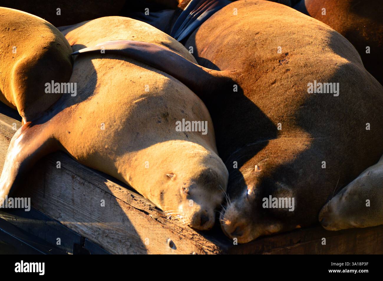 Seals cuddle up with one another on the pier Stock Photo - Alamy