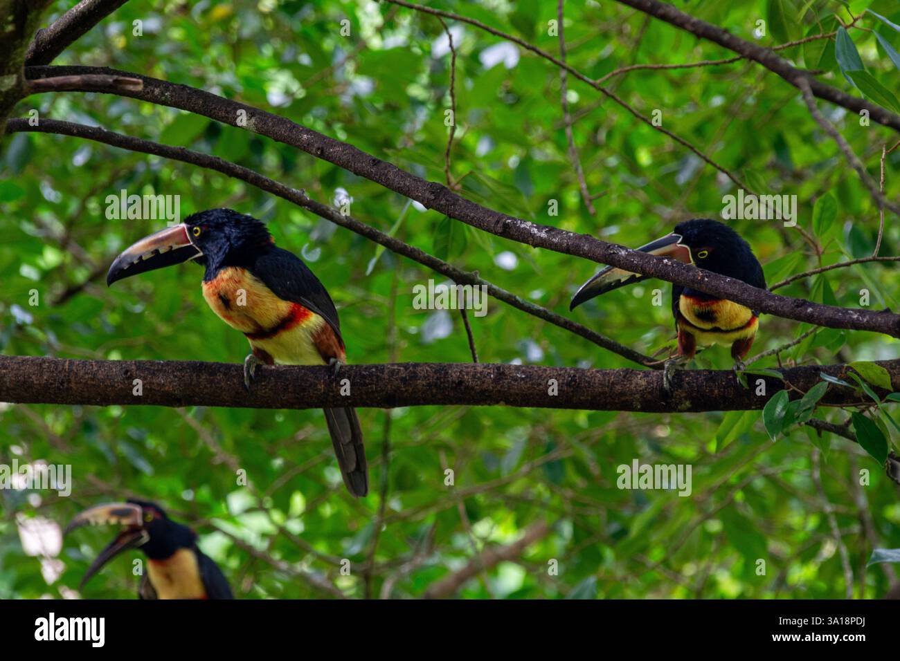 Collared Aracaris Perched on a Branch in the Costa Rican Rainforest ...