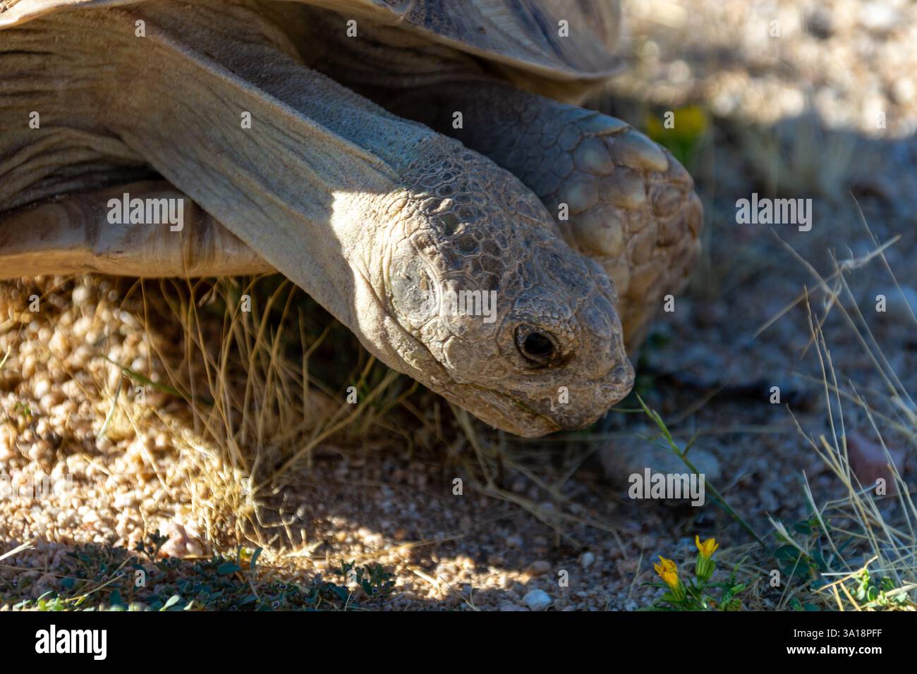 Desert Tortoise in Joshua Tree National Park Stock Photo - Alamy