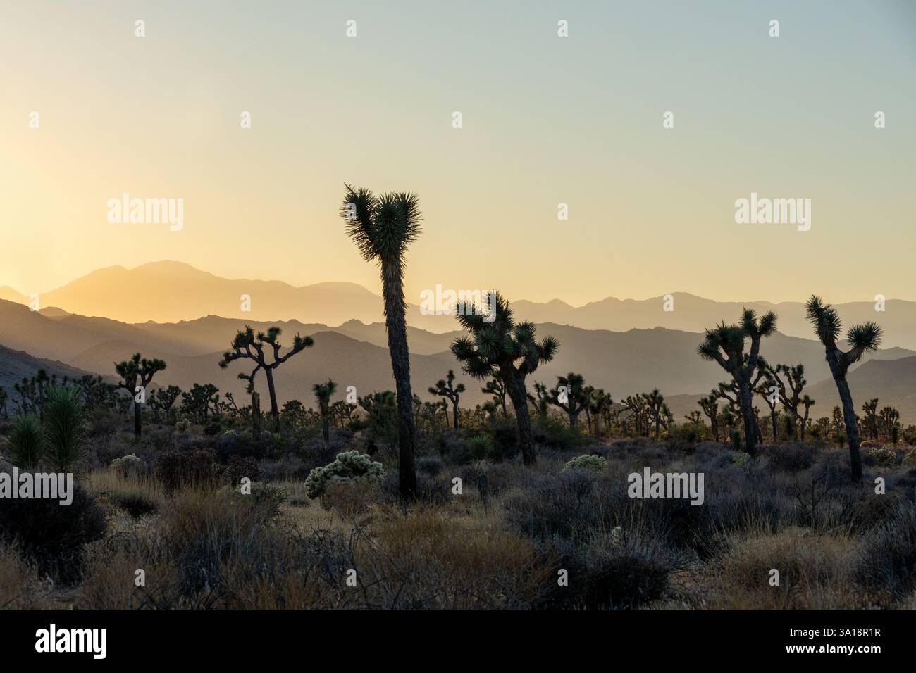 Golden hour photography in Joshua Tree Nationalpark, USA Stock Photo ...
