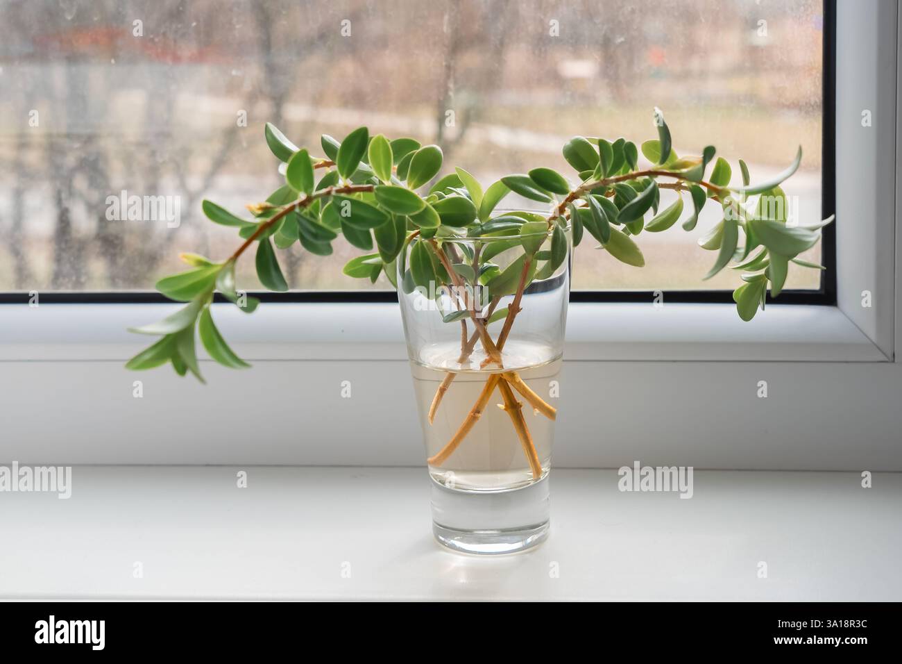 Rooting jar hi-res stock photography and images - Alamy