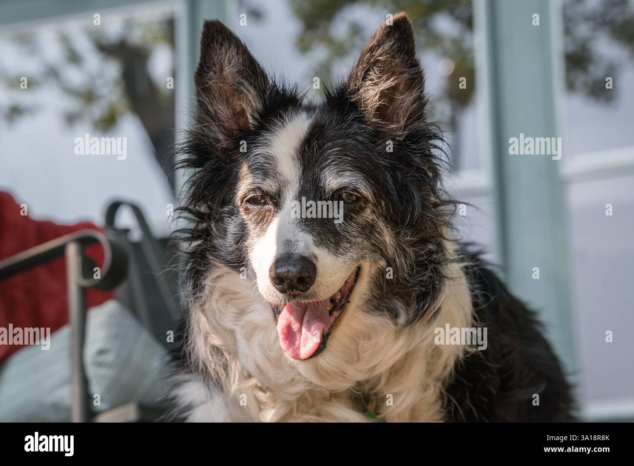 Senior border collie panting as if she is smiling Stock Photo - Alamy