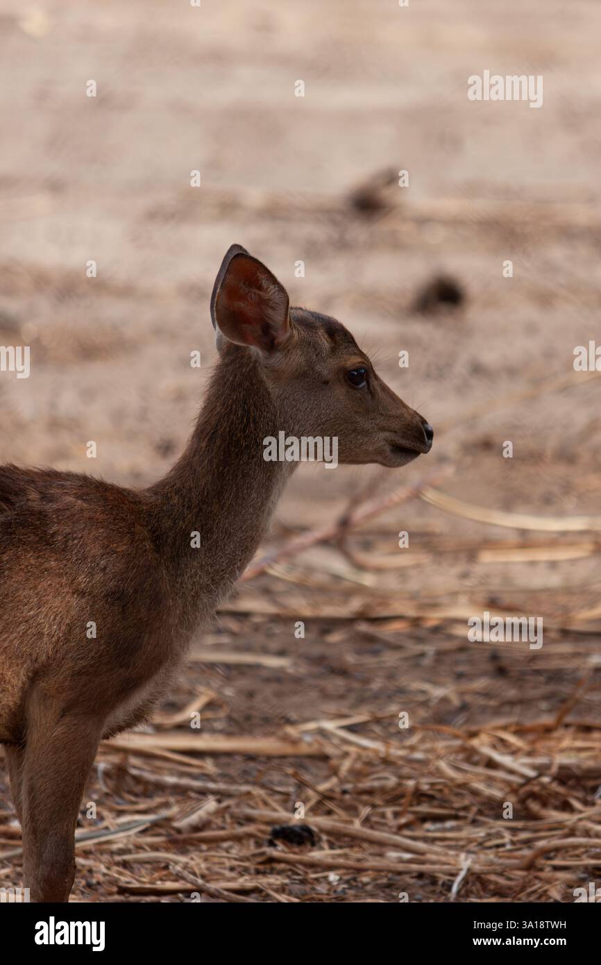 A young Javan deer calf (Rusa timor) captured from side showing ...