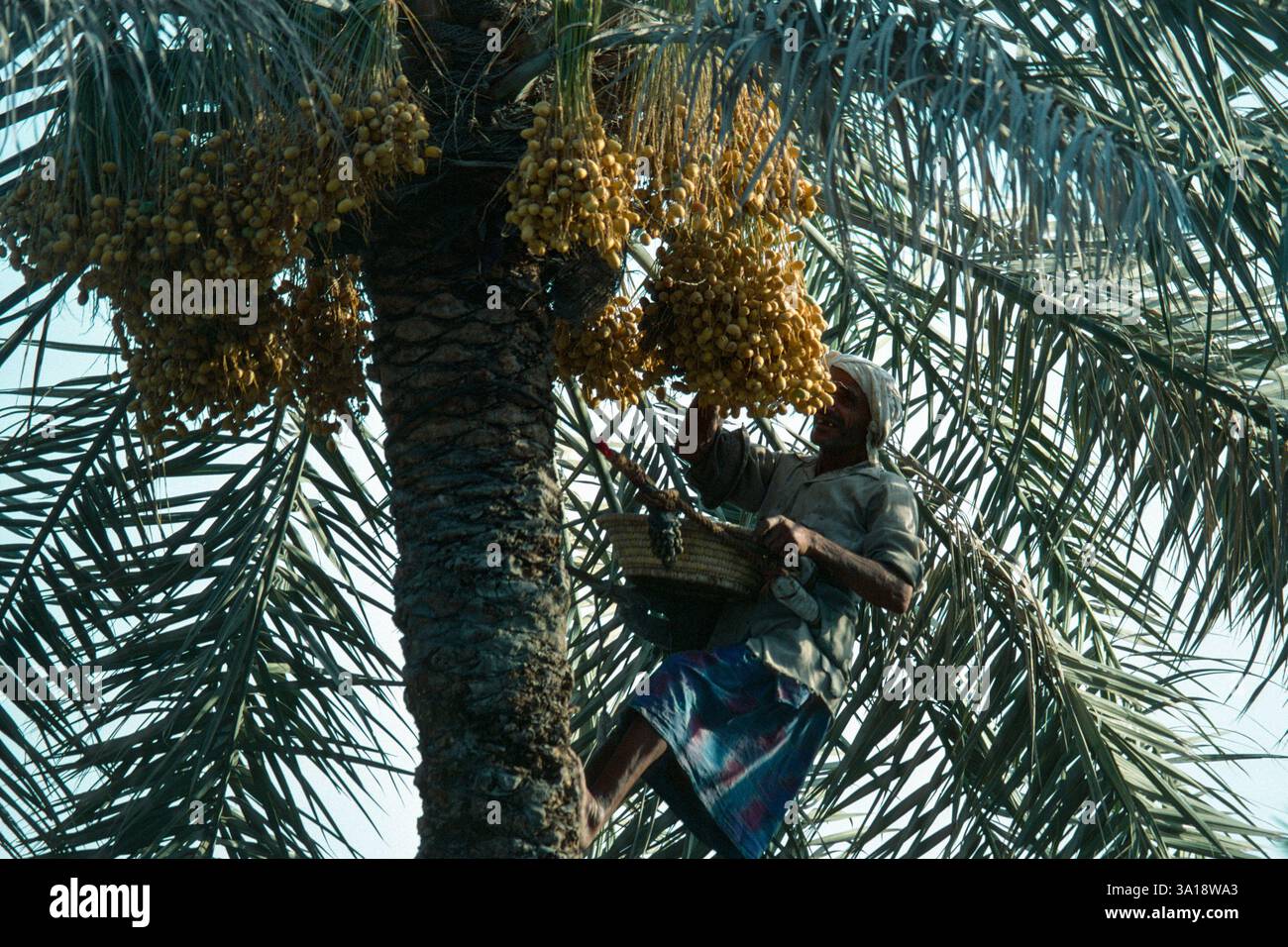Bahrain 1979 – archival image of a Bahraini man harvesting dates from a ...
