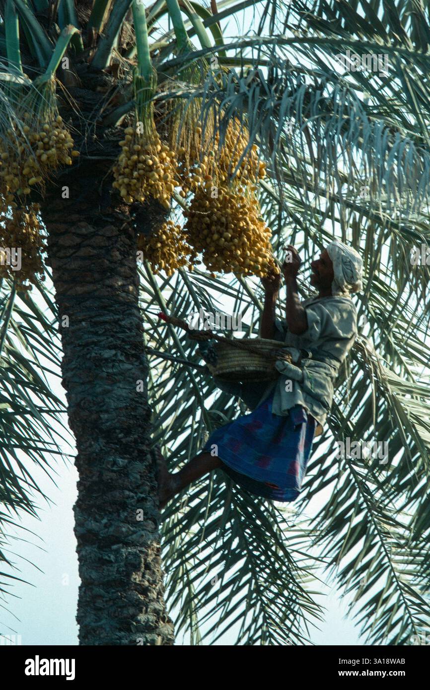 Bahrain 1979 – archival image of a Bahraini man harvesting dates from a ...