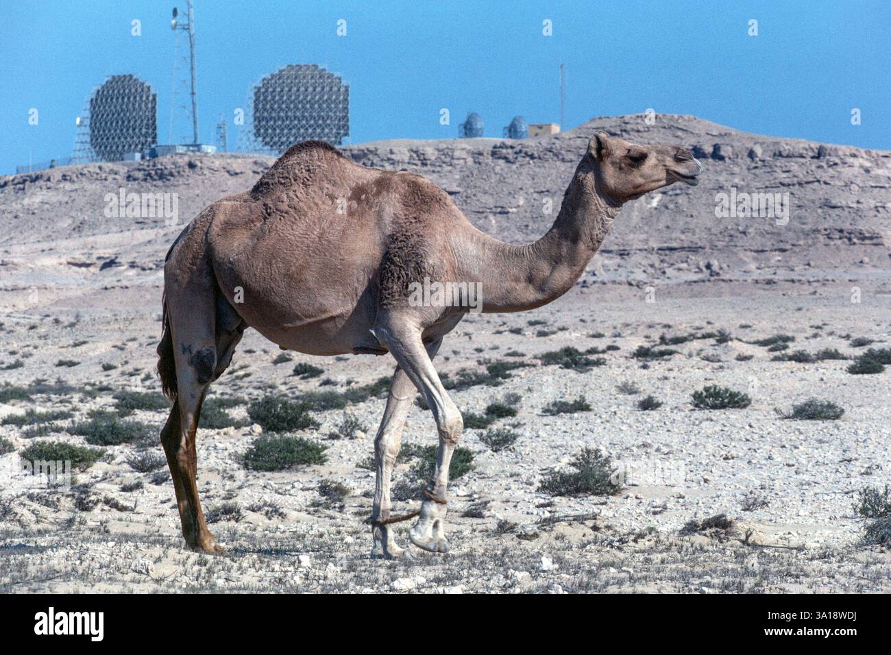 Bahrain 1979 – archival image of a hobbled camel near the Earth Station ...