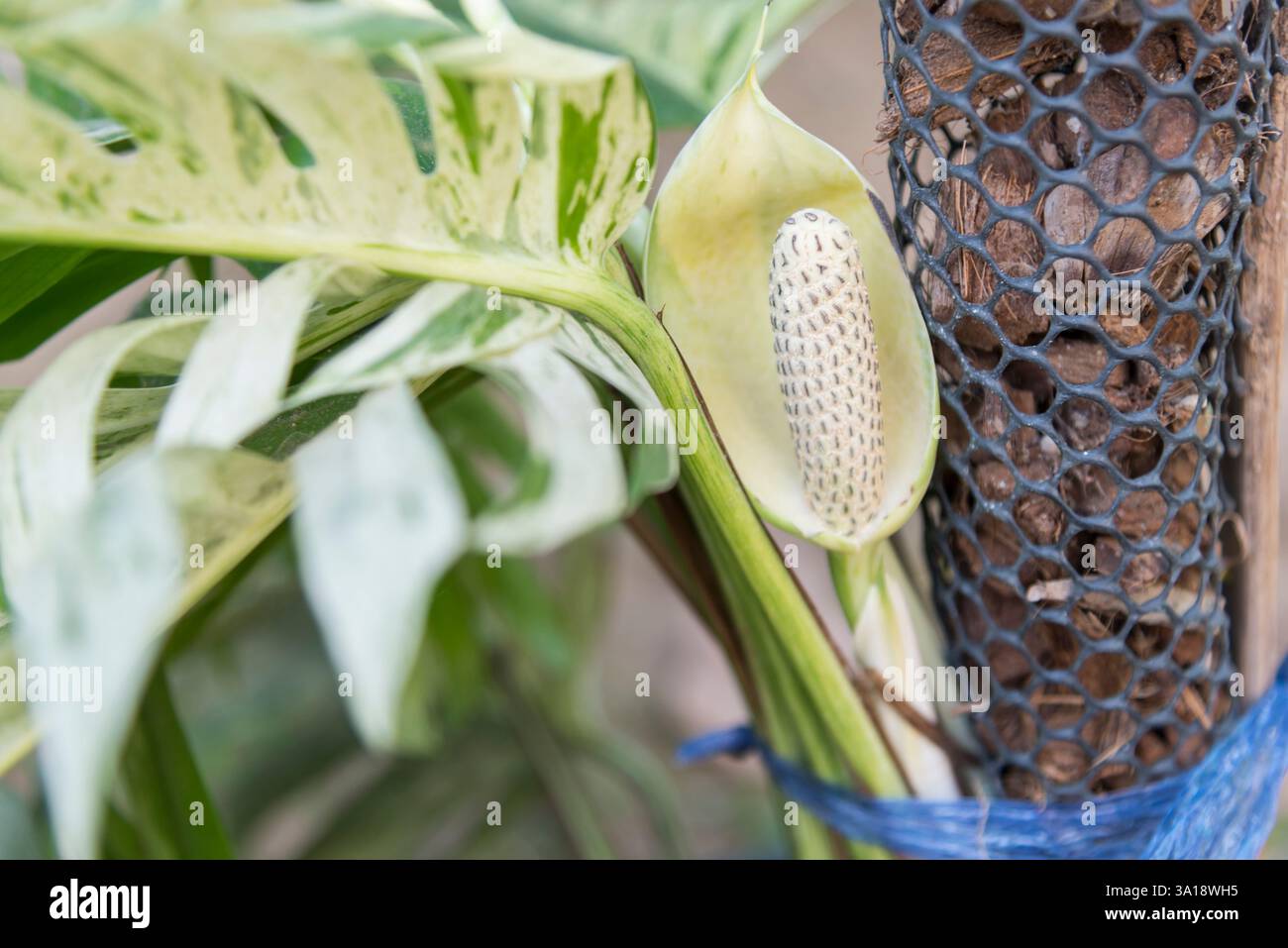 Flower of epipremnum pinnatum marble plant Stock Photo - Alamy