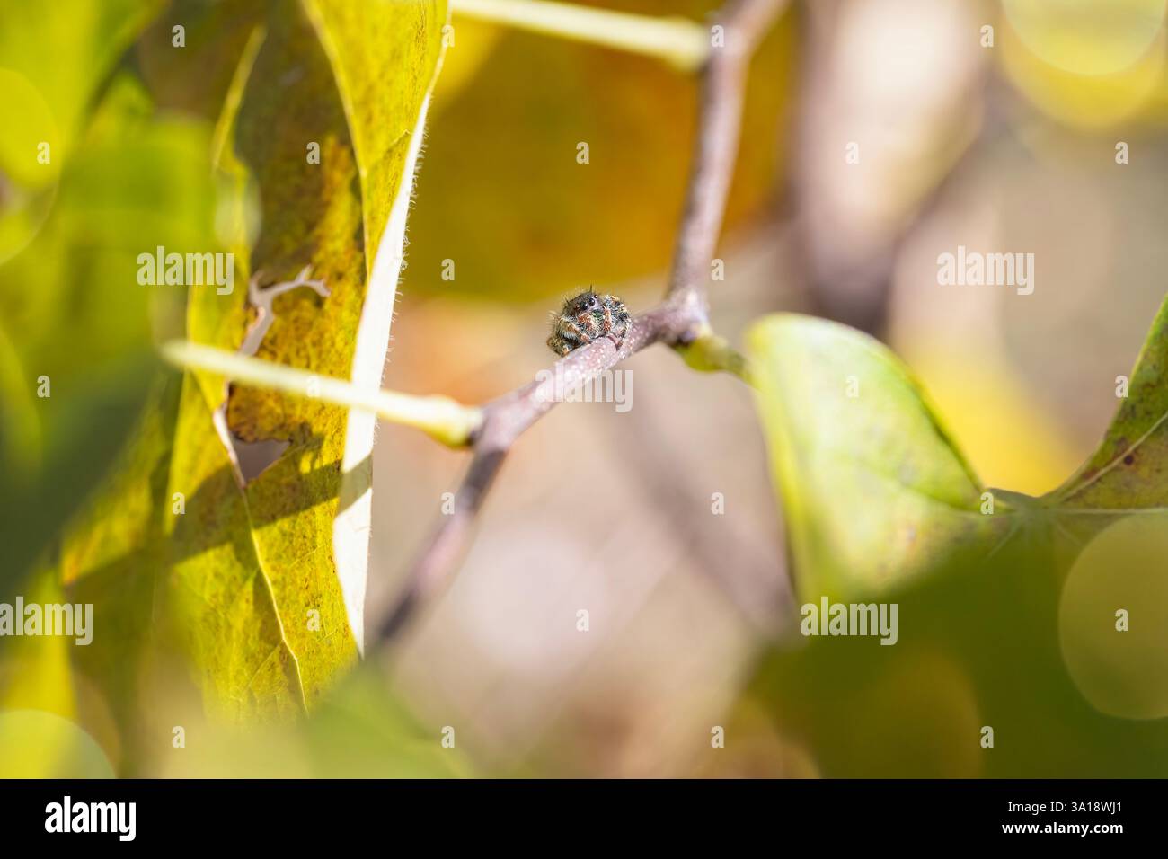Insect and tree branch hi-res stock photography and images - Alamy
