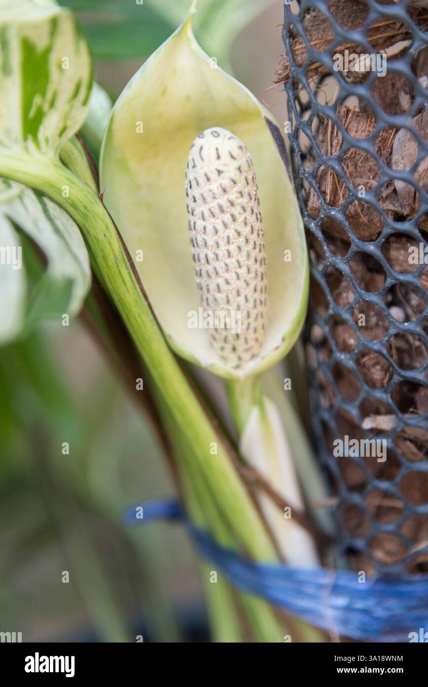 Flower epipremnum pinnatum marble hi-res stock photography and images ...