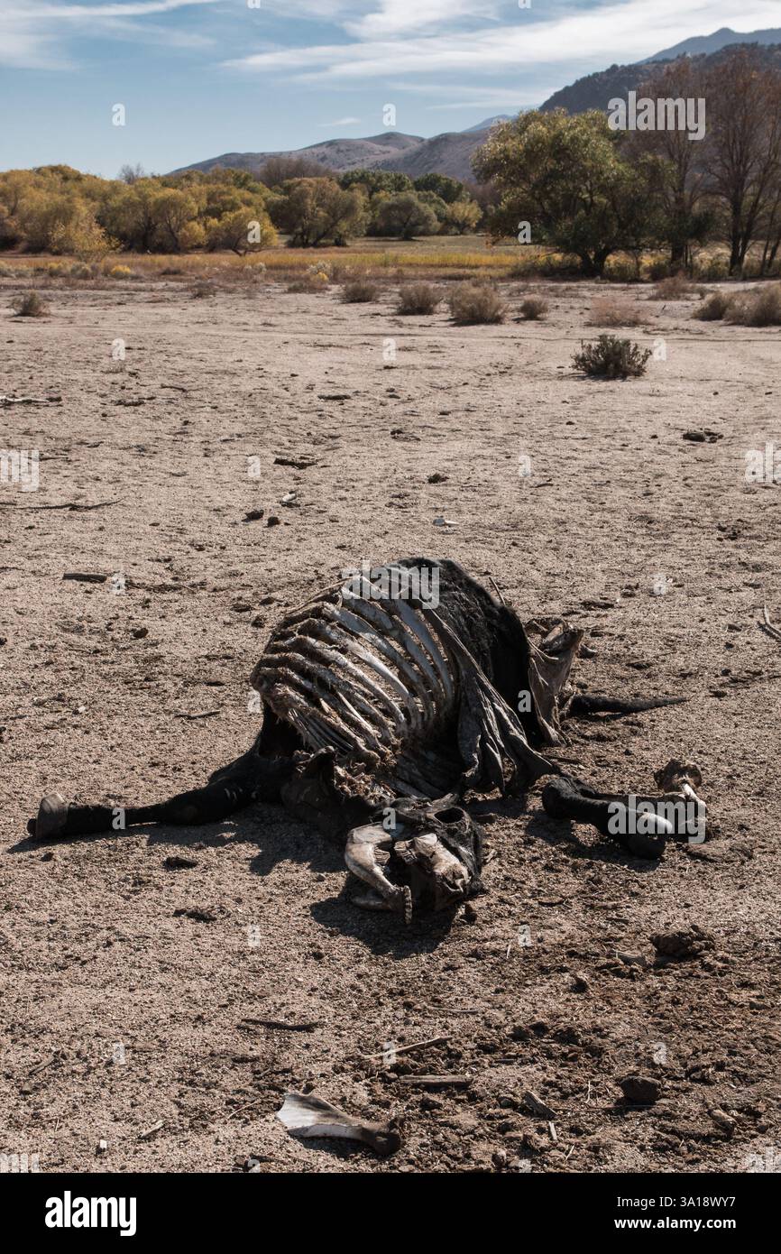 The remains of a dead horse decaying in the desert Stock Photo - Alamy