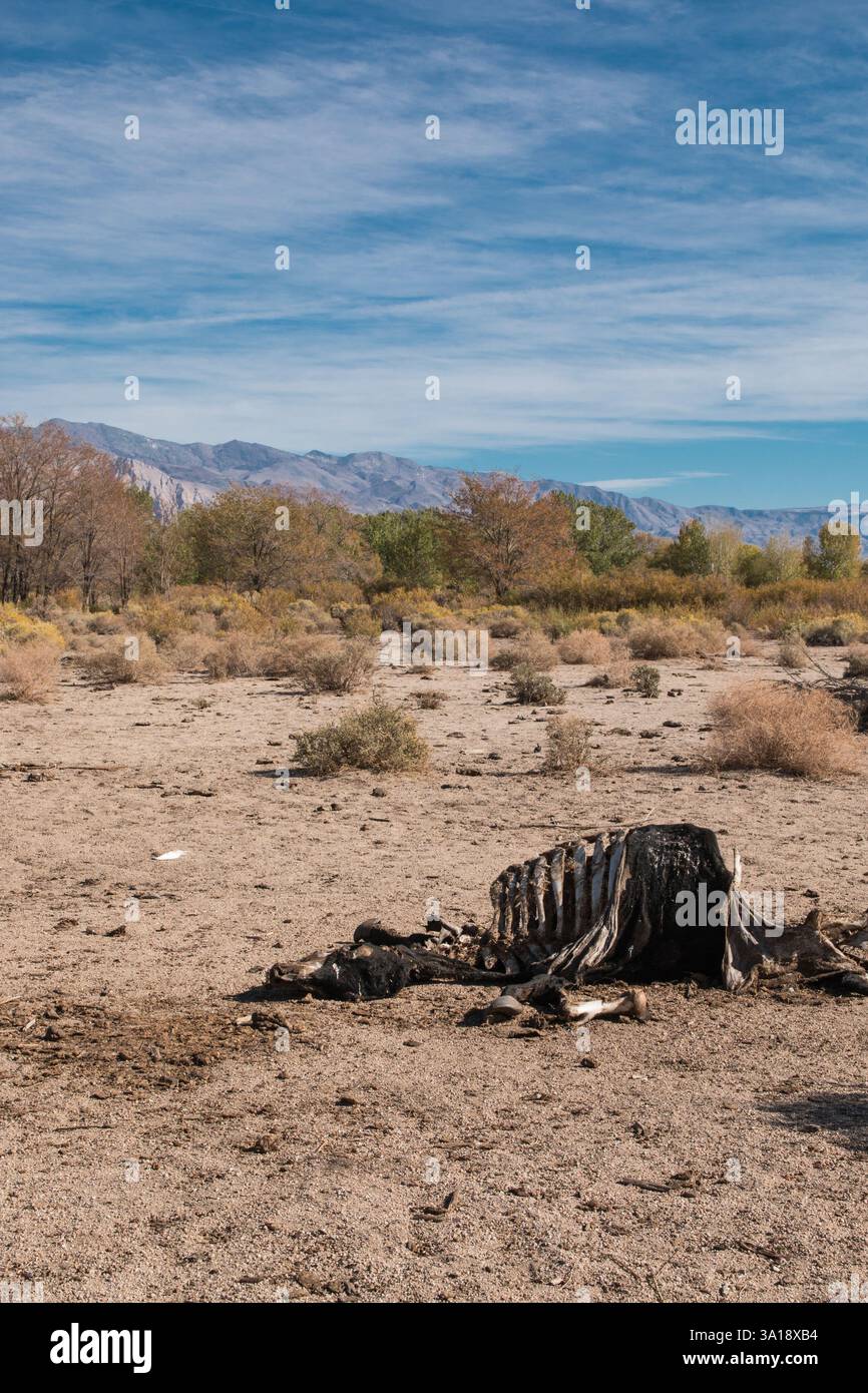 The remains of a dead horse decaying in the desert Stock Photo - Alamy