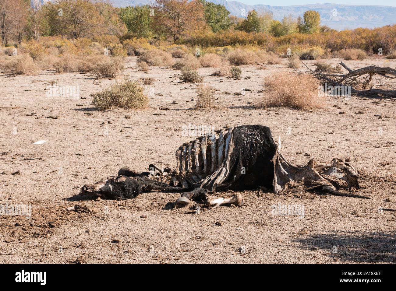 The remains of a dead horse decaying in the desert Stock Photo - Alamy
