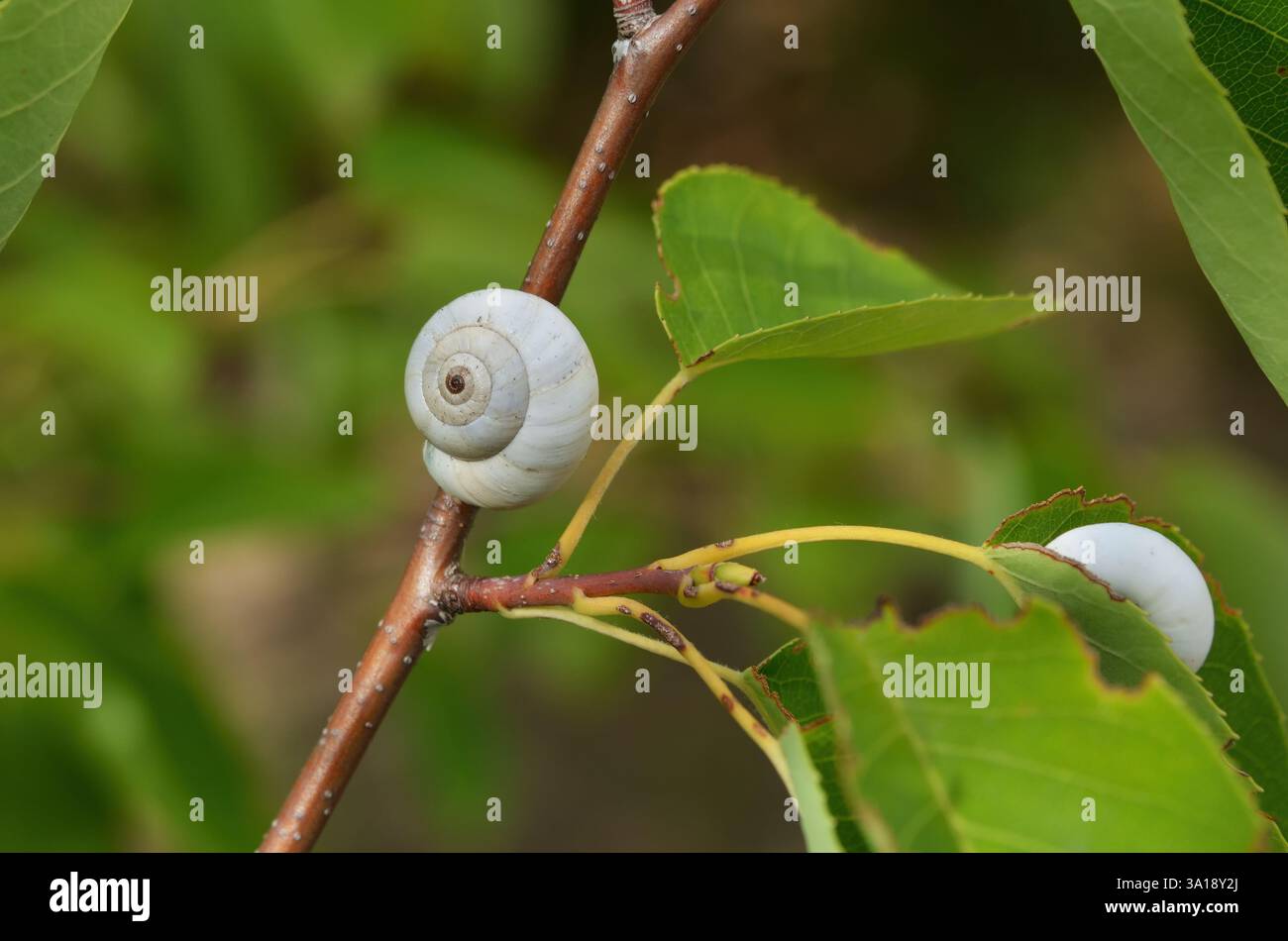Grove snaisl, brown-lipped snails (Cepaea nemoralis) without bands. On ...