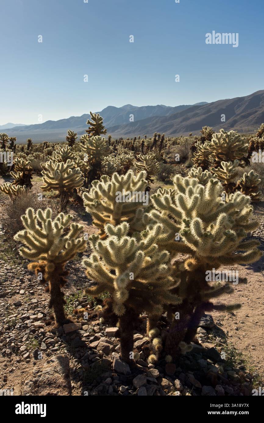 Chollas cactus hi-res stock photography and images - Alamy
