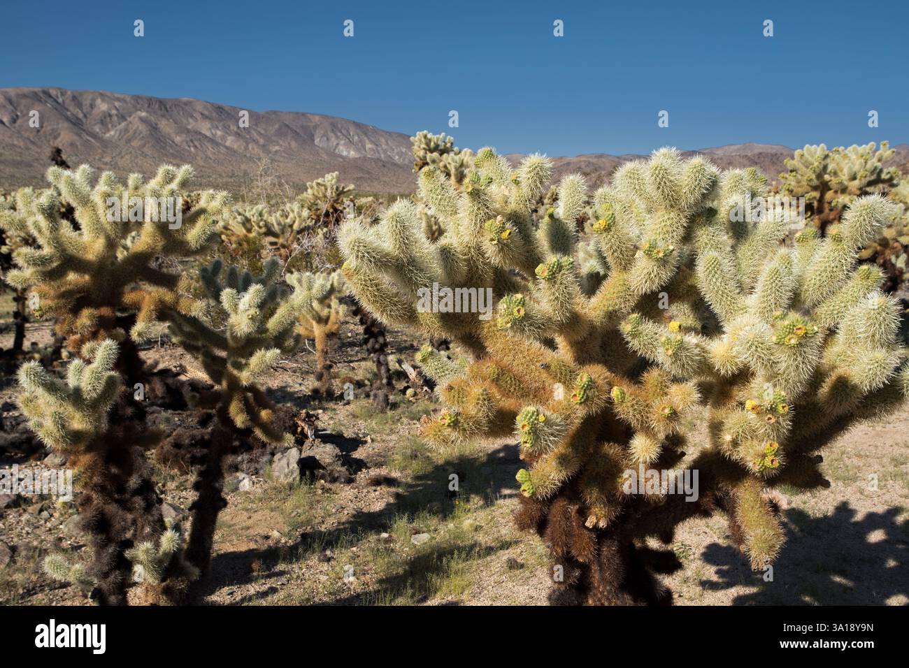 Cholla cactus gardens hi-res stock photography and images - Alamy