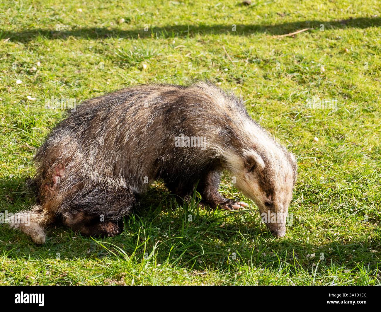 A young Badger, Meles meles feeding in a garden in Ambleside, Lake ...