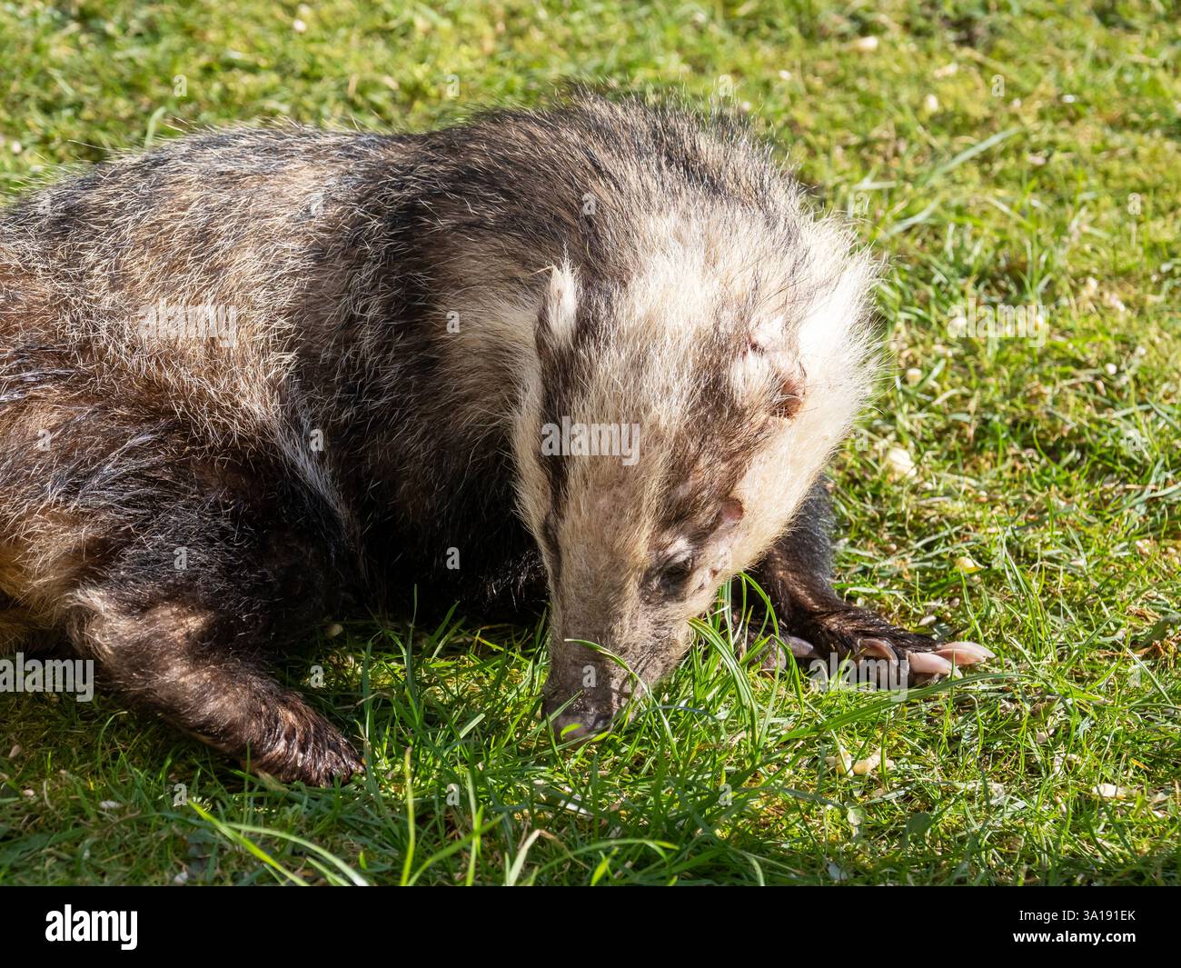 A young Badger, Meles meles feeding in a garden in Ambleside, Lake ...