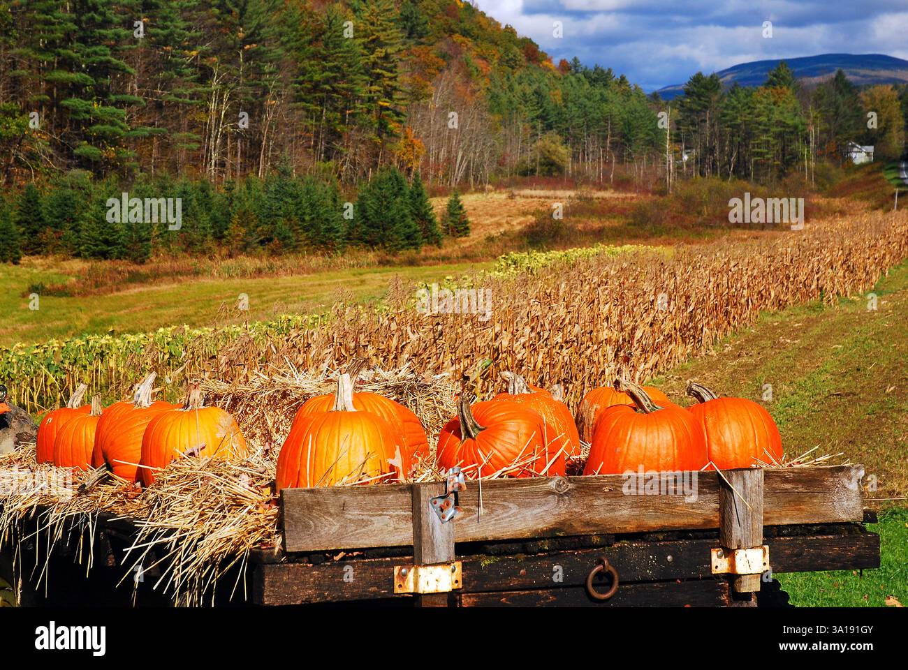 Pumpkins adorn a trailer at a roadside farm in New England Stock Photo ...