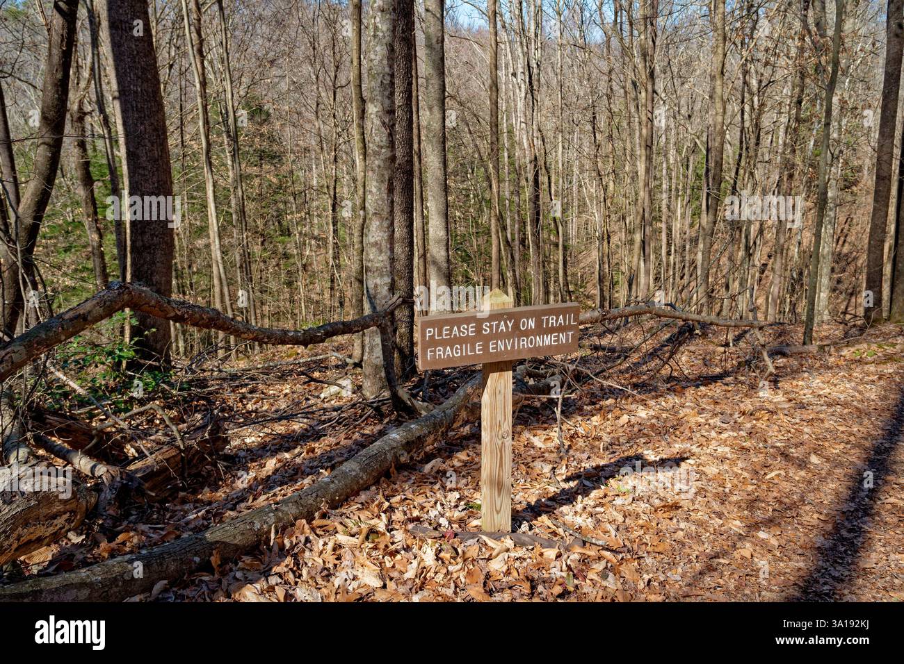 Every few feet along the edge of a trail on a mountain in the forest ...