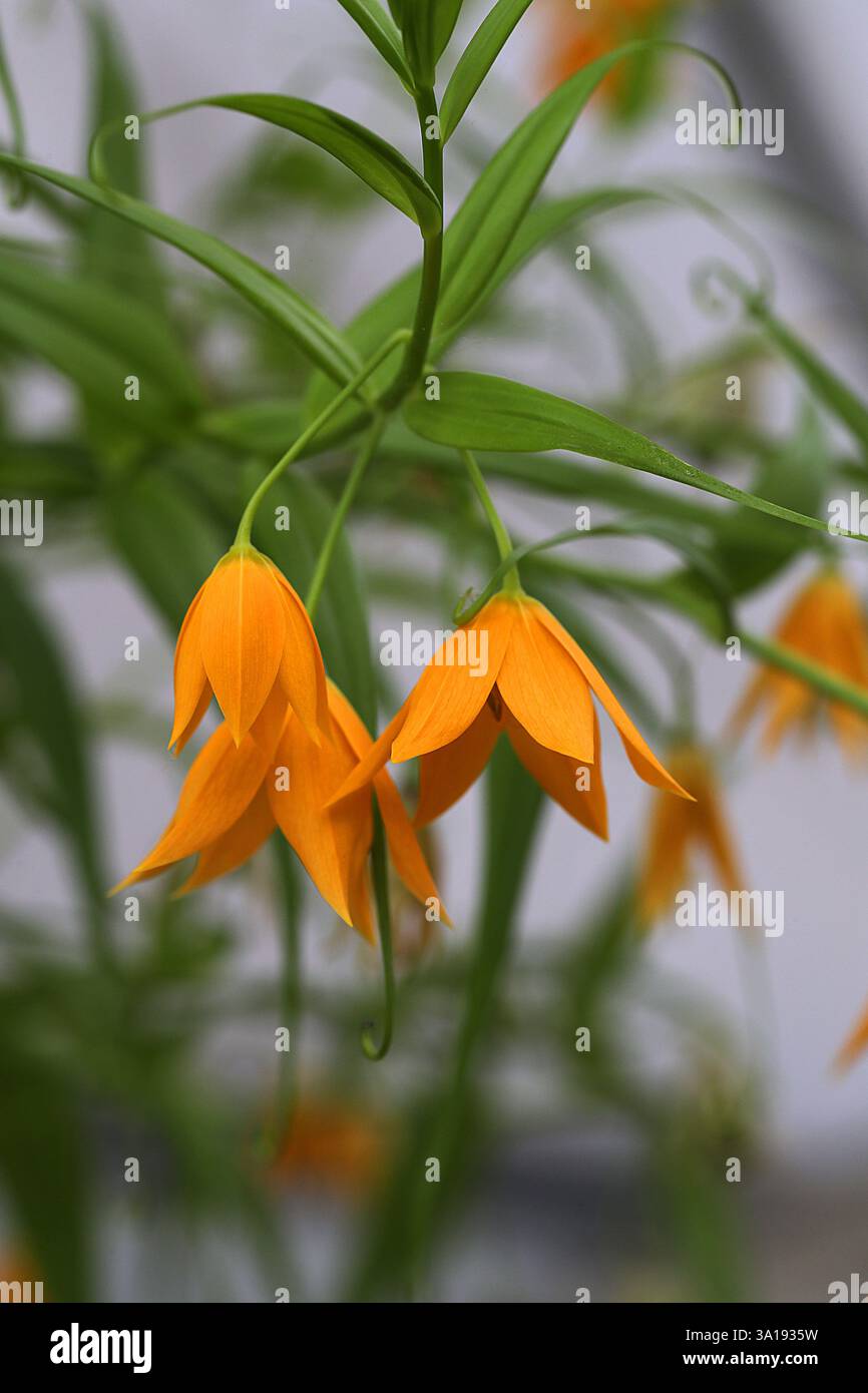 Climbing Bellflower, Gloriosa modesta, Colchicaceae. Syn. Littonia ...