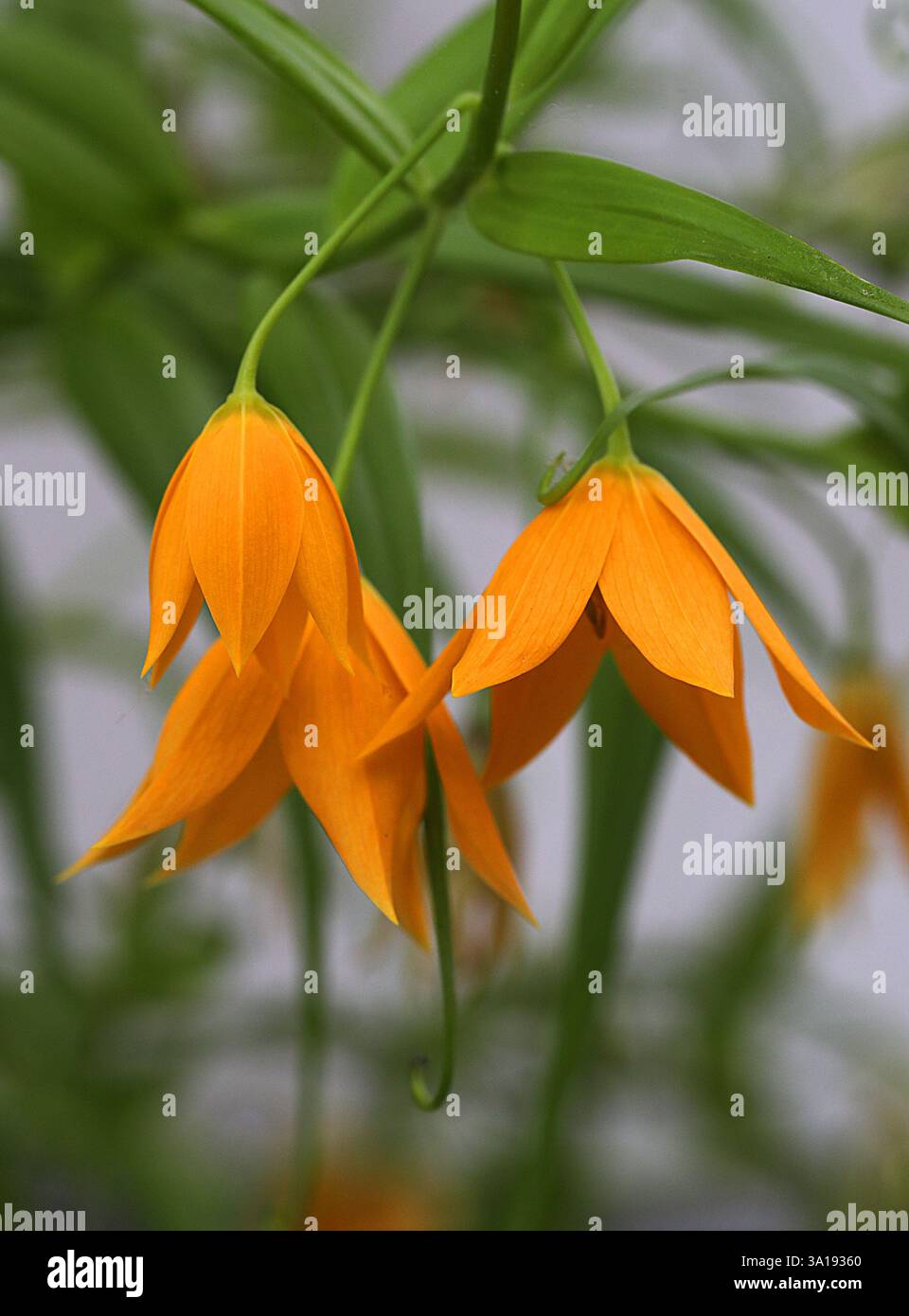Climbing Bellflower, Gloriosa modesta, Colchicaceae. Syn. Littonia ...