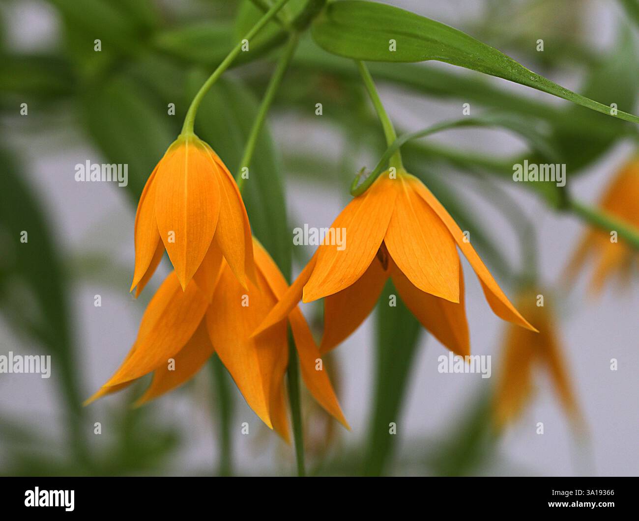 Climbing Bellflower, Gloriosa modesta, Colchicaceae. Syn. Littonia ...