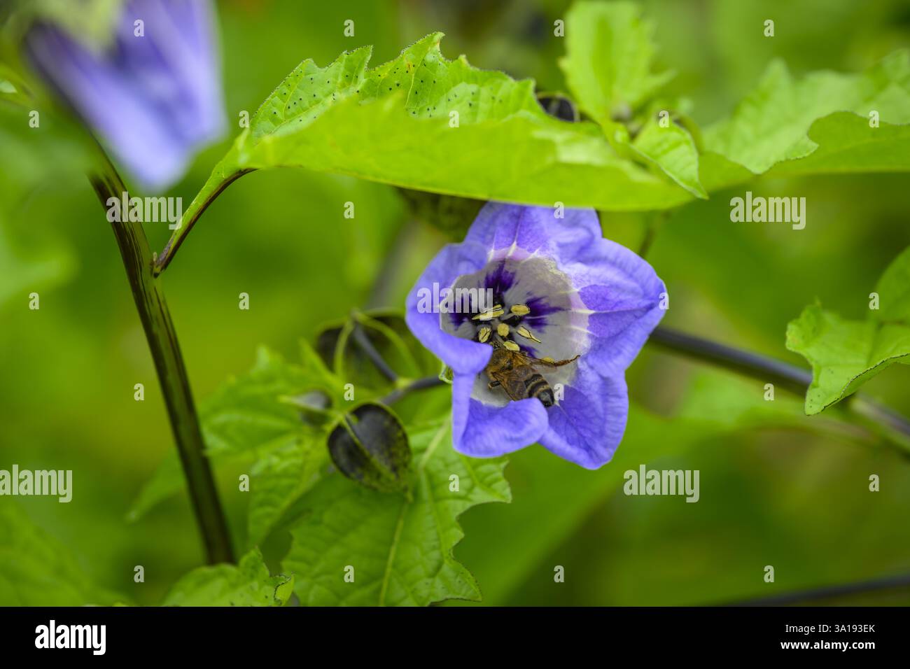 Shoo-fly plant (Nicandra physalodes) close-up & busy honey bee worker ...