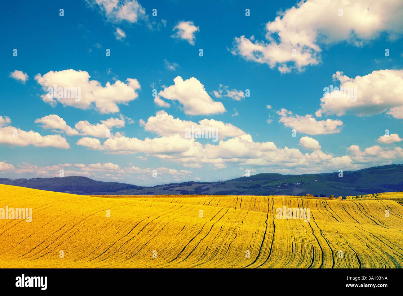 Beautiful nature of Italy. Tuscany landscape in spring. Grassed rolling ...
