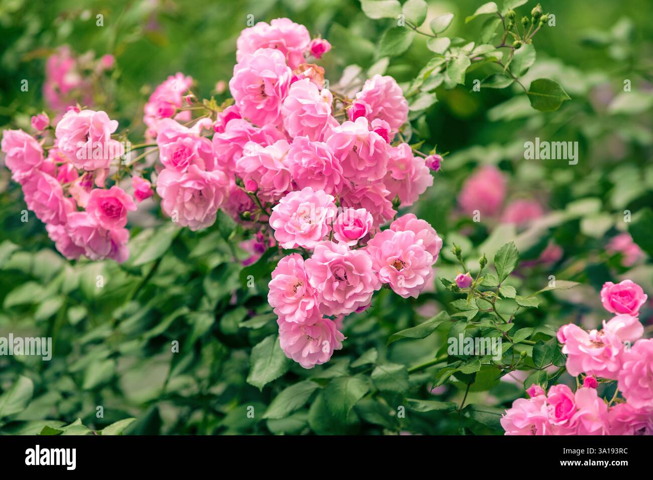 Flowering rose bush in the garden. Floral nature background Stock Photo ...