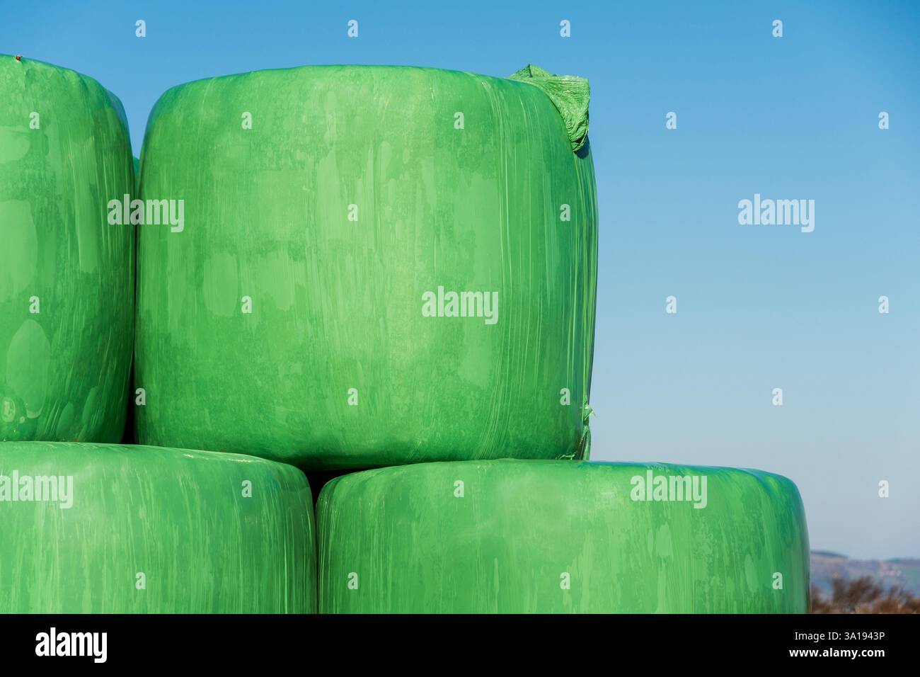 Large, vibrant green hay bales are stacked neatly against a backdrop of ...